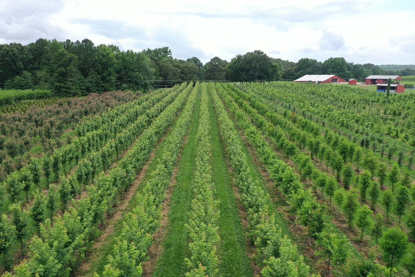 Availability – Natchez Tree Company